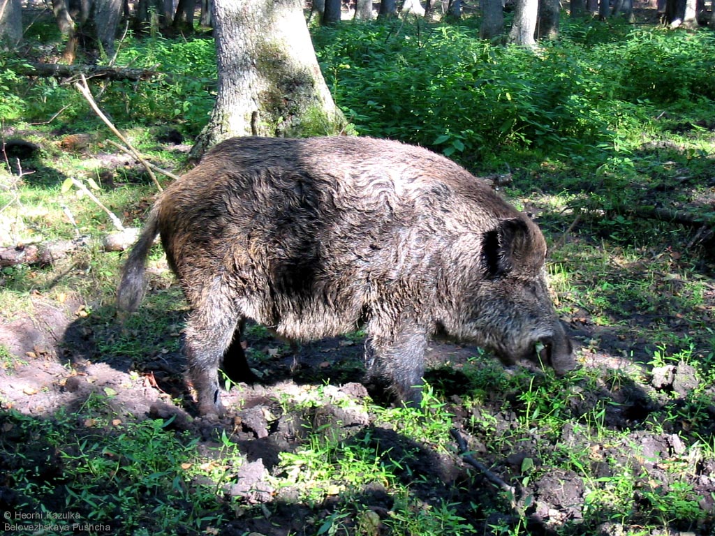 Noi cazuri de pestă porcină în județul Timiș, la mai puțin de o lună de ...