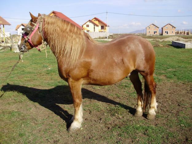 Cum îi afectează pe proprietari afacerile ilegale cu cai