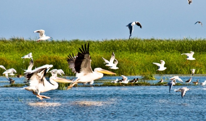 Ziua Mondială a Păsărilor Migratoare, marcată în şcolile din Caraş-Severin