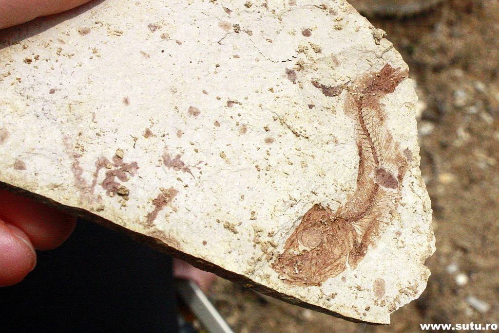 Fosile de animale preistorice descoperite la traficanții cu obiecte de ...