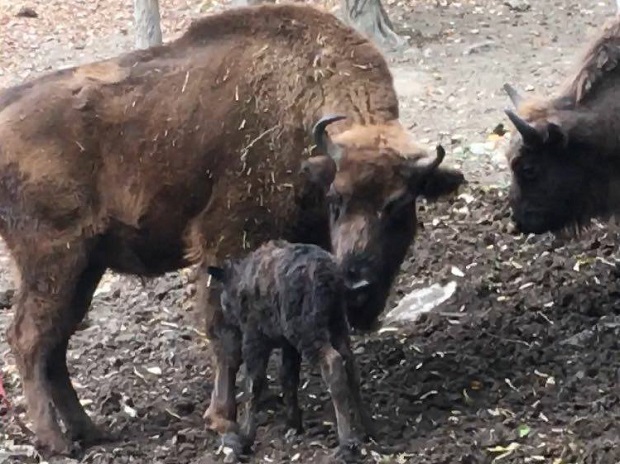INEDIT. Încă un pui de zimbru, născut în captivitate la grădina ...