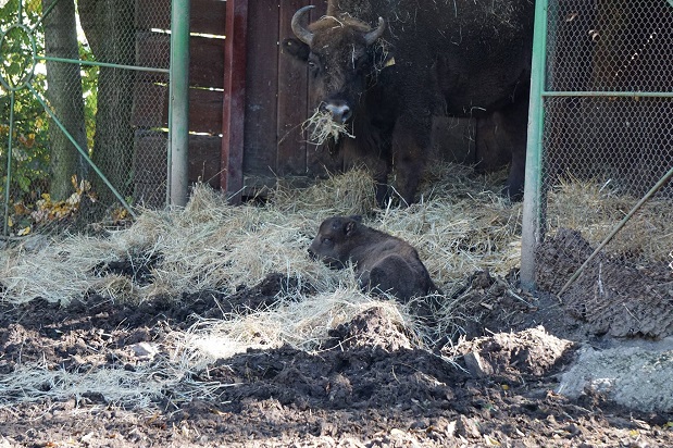 INEDIT. Încă un pui de zimbru, născut în captivitate la grădina ...