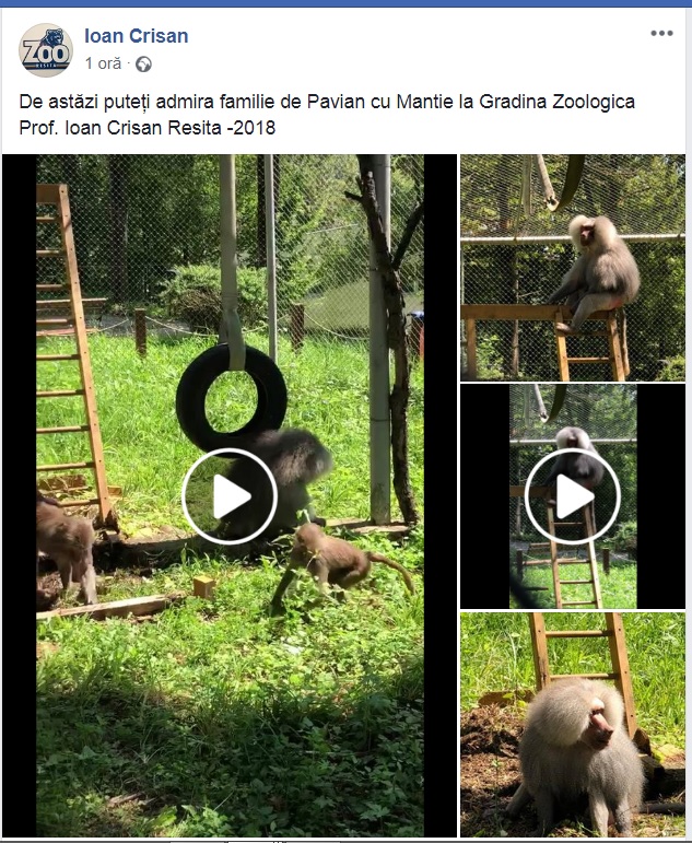 Pavianul cu mantie poate fi admirat chiar la Grădina Zoologică din ...