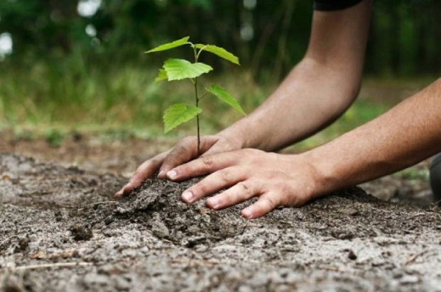 Ziua Cooperării Europene va fi marcată și la Oravița prin plantare de ...