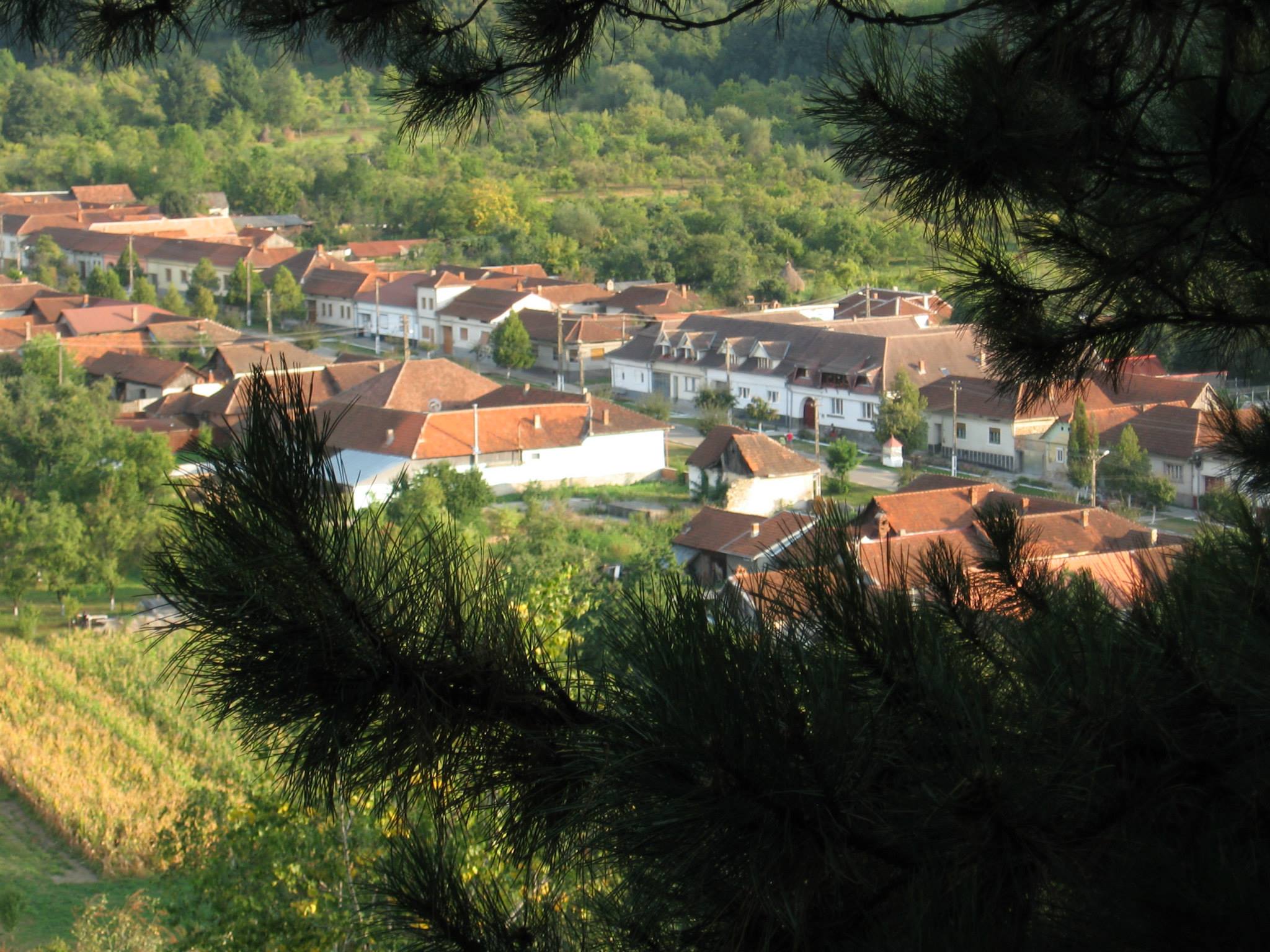 Comuna Marga este azi capitala doinelor bănăţene!