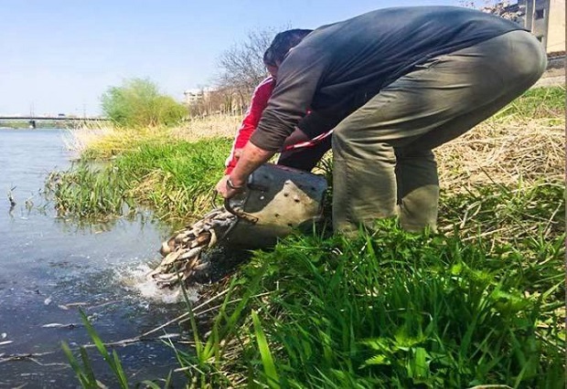 Populare! O tonă de pește la Lugoj, pe râul Timiș și la Balta Pescărușul