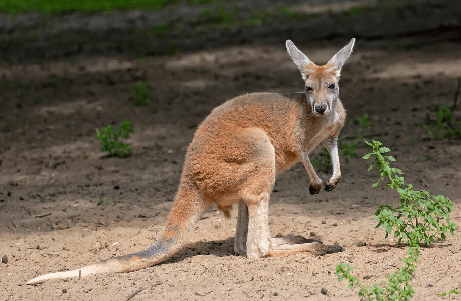 Cangurii de la Grădina Zoologică din Timișoara au fost uciși de ...