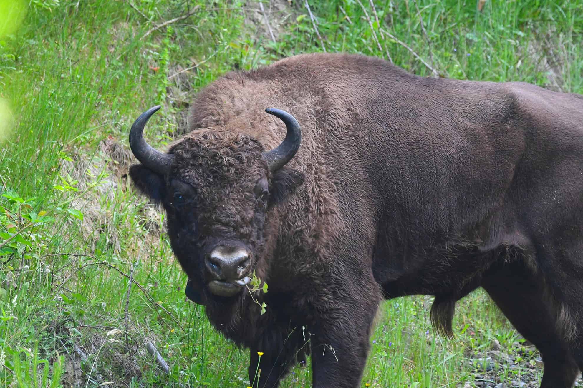 FOTO Încă șapte masculi de zimbru au ajuns în Banatul Montan din patru ...