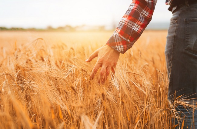 Sute de milioane de euro pentru sute de mii de fermieri români