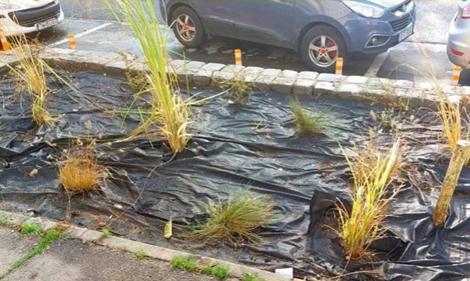 Nicolae Robu: „Gata cu trandafirii! E vremea tufelor”, la Timișoara