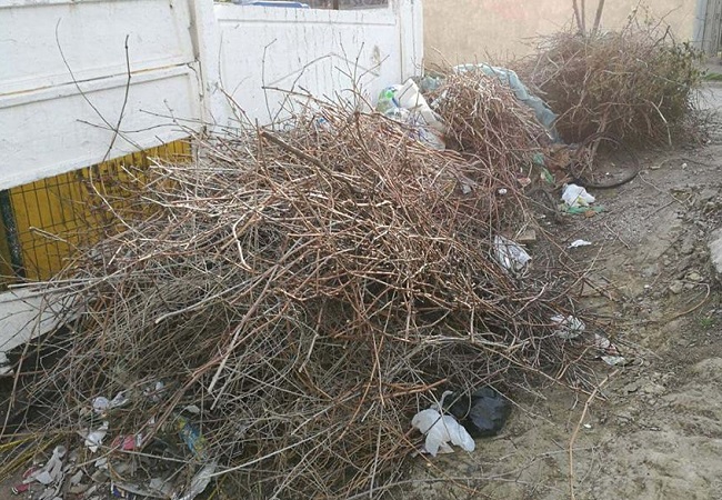 Peste 300 de remorci cu resturi vegetale! Curățenia continuă!