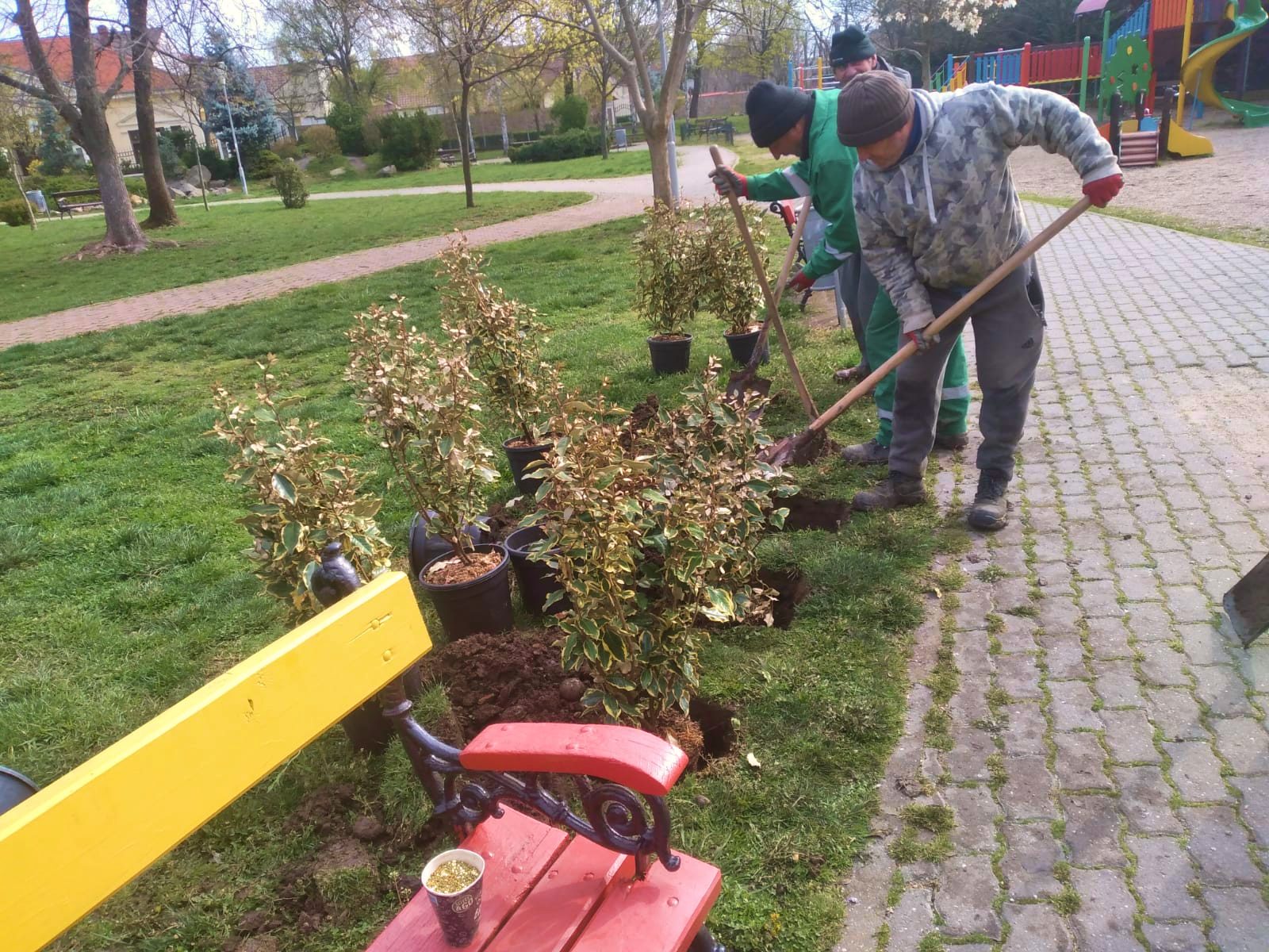 FOTO. Cartiere mai verzi la Timișoara. Sunt plantați sute de arbori ...