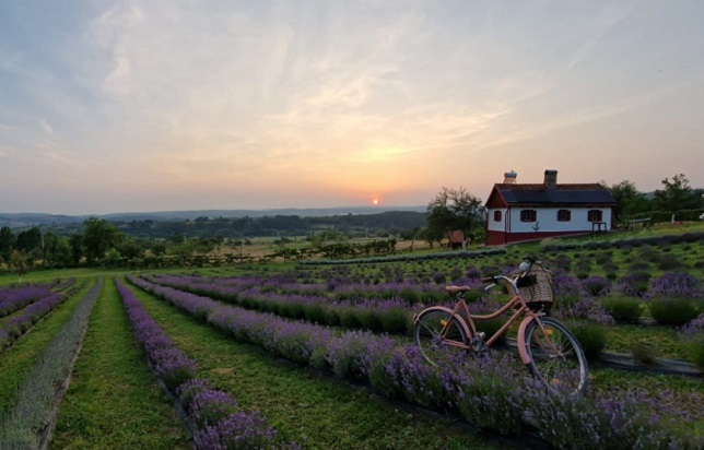 Lavanda de la Carașova a înflorit. Poftiți la picnic și relaxare!