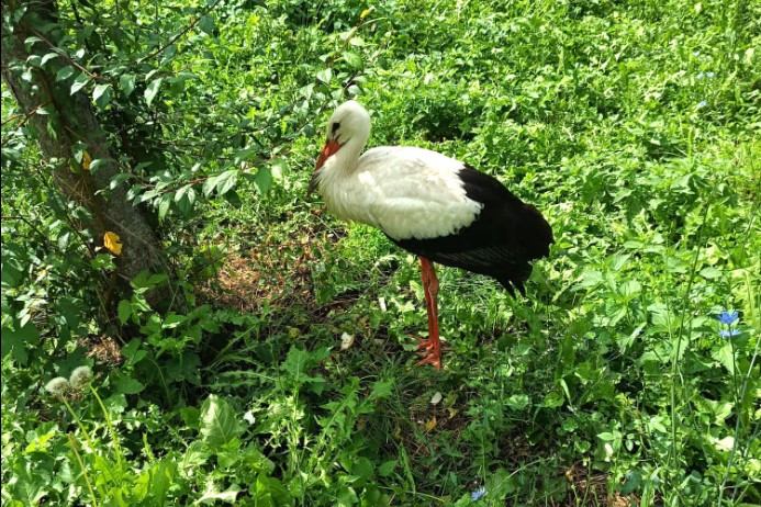 Pui de barză rănit, găsit la Petroșnița. Munca în echipă salvează vieți!