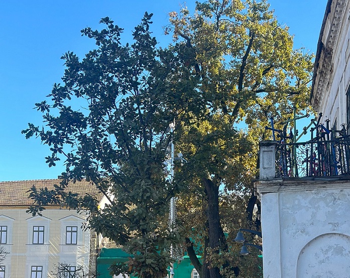 Stejarul plantat de Principesa Margareta la Timișoara, bine îngrijit de ...