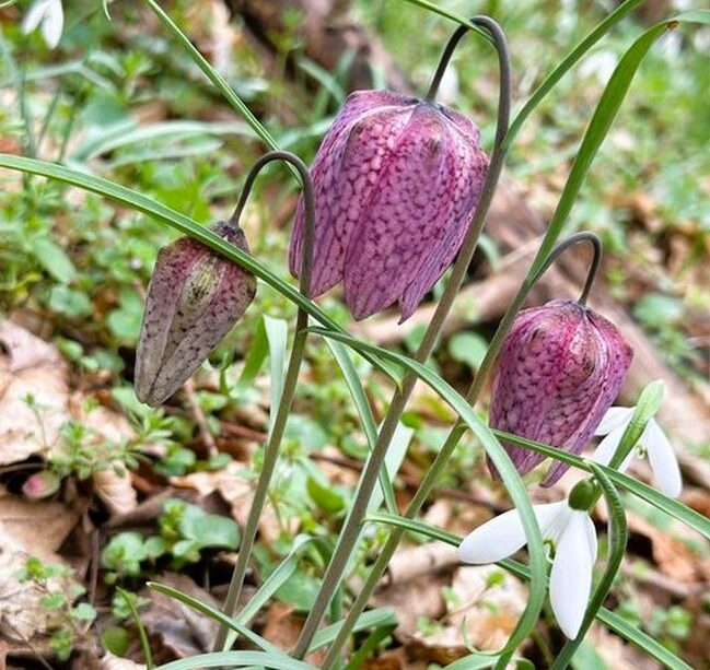 Laleaua pestriță a înflorit în Banat!
