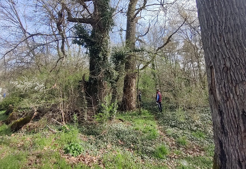 La Pădurea Verde au fost tăiați copacii care prezintă pericol pentru ...