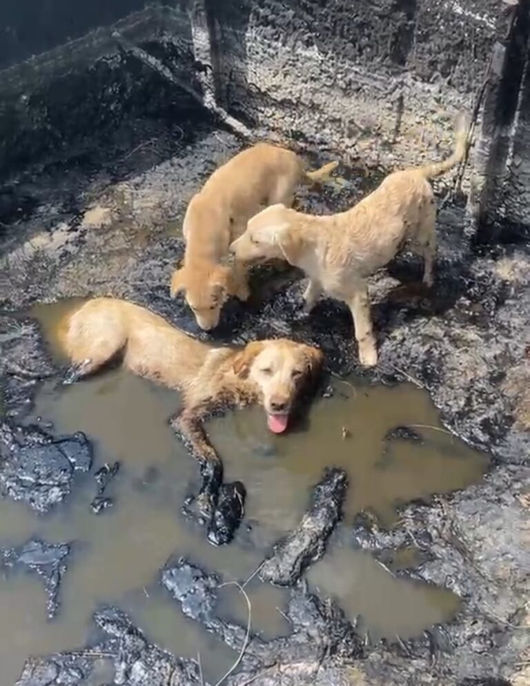 Misiune de salvare de Rusalii! Pompierii au scos o cățelușă blocată în ...