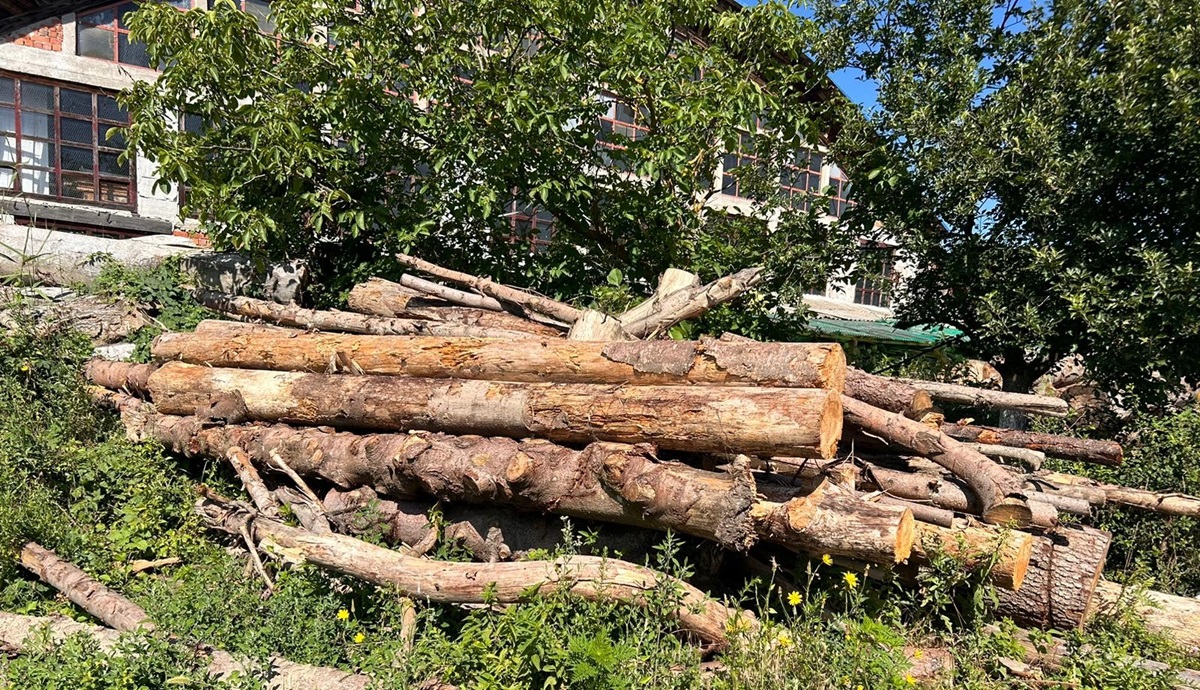 Lemn pentru almăjeni, de la Direcția Silvică Caraș-Severin