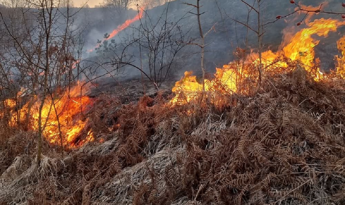 Incendiile de vegetație au pârjolit peste 350 de hectare de teren în ...